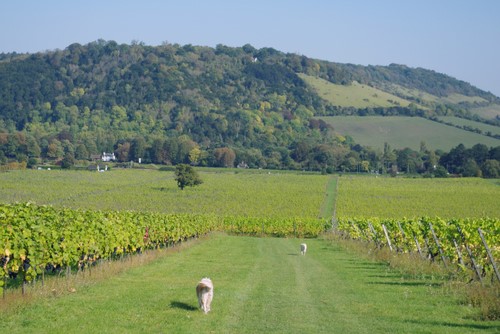 Pictures from the vineyard at Denbies – Jamie Goode's wine blog