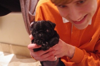 Pug puppies and two good Champagnes – Jamie Goode's wine blog