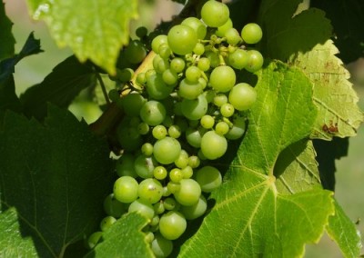What is a grape variety? What is a clone? – Jamie Goode's wine blog