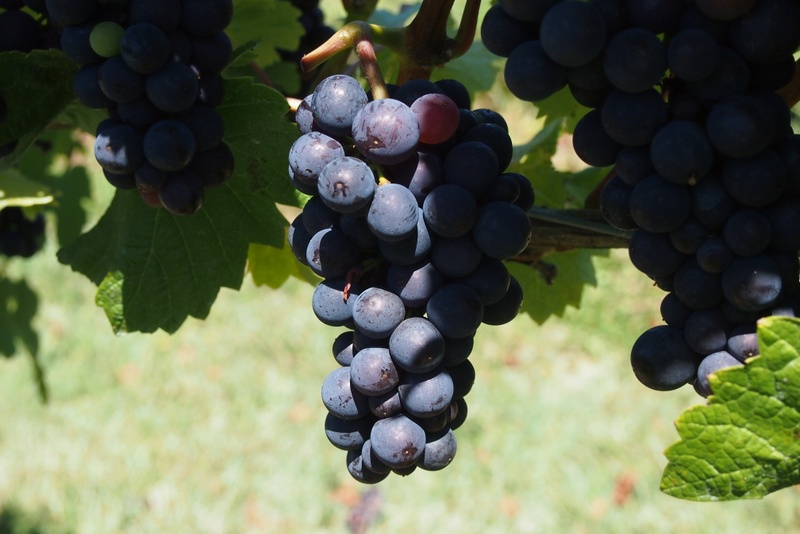 The Marlborough wine region, day 1 – Jamie Goode's wine blog