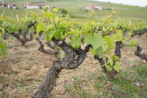 What makes for a healthy, dynamic wine region? – Jamie Goode's wine blog