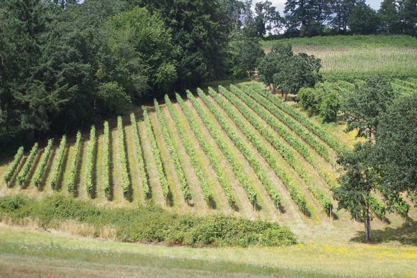 Walking through the historic Eyrie Vineyard, Dundee Hills, Oregon ...