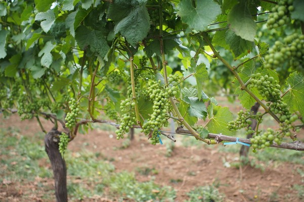 In Oregon: Beckham Estate Vineyard – Jamie Goode's wine blog