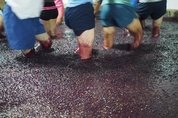 Foot-treading grapes at Quinta de Vargellas, Douro – Jamie Goode's wine ...