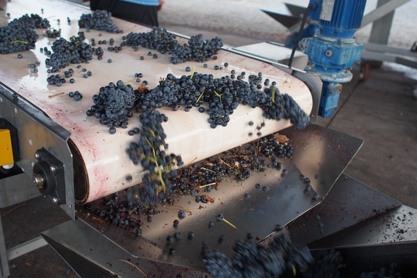 How Port wine is made, in pictures – Jamie Goode's wine blog