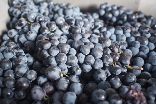 How Port wine is made, in pictures – Jamie Goode's wine blog