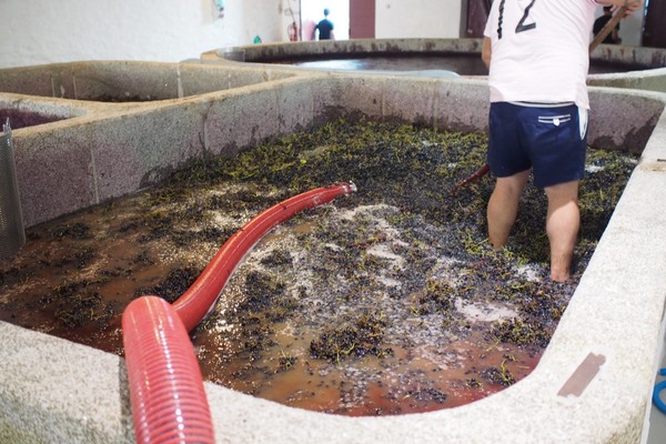 How Port wine is made, in pictures – Jamie Goode's wine blog