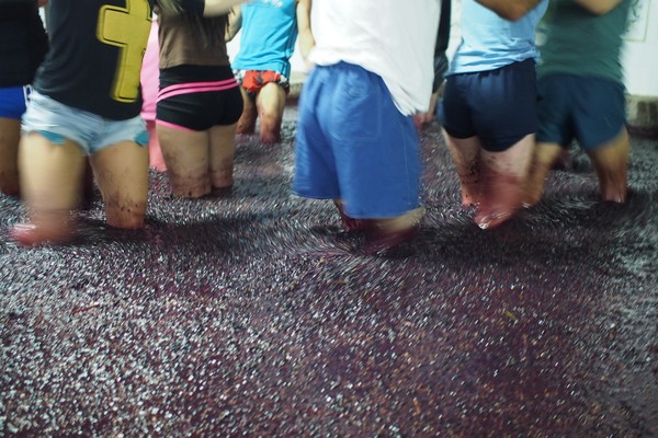 How Port wine is made, in pictures – Jamie Goode's wine blog