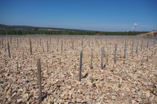 The world’s flintiest vineyard? – Jamie Goode's wine blog