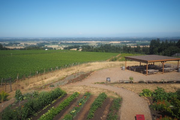 Brooks: Pinot Noir and Riesling from this top Oregon estate – Jamie ...