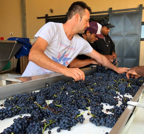 Winemaking at Gabrielskloof: pressing Chenin Blanc and sorting Pinot ...