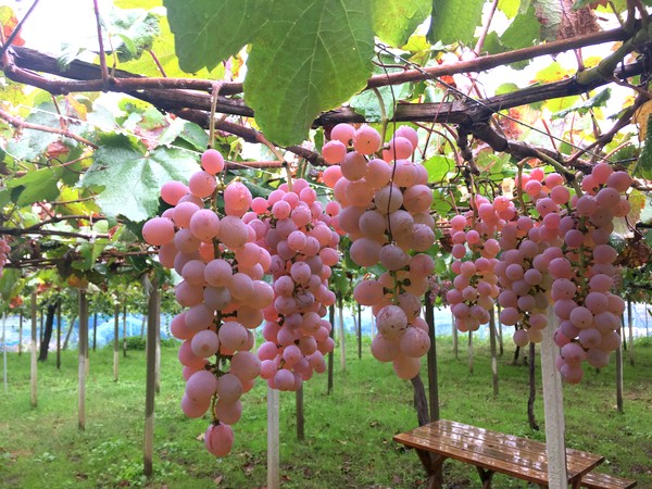 Japan: an overview of Japanese wine, and why we should be interested ...