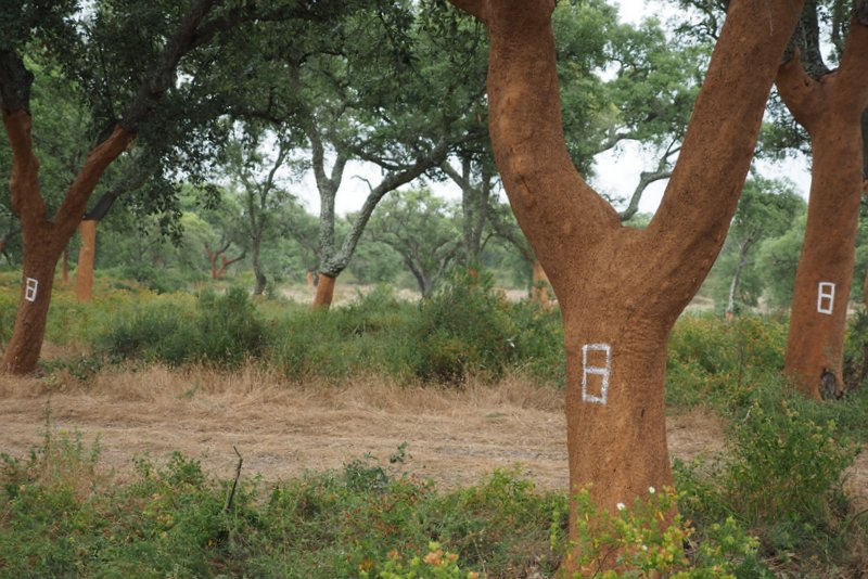 The cork harvest in Portugal – Jamie Goode's wine blog