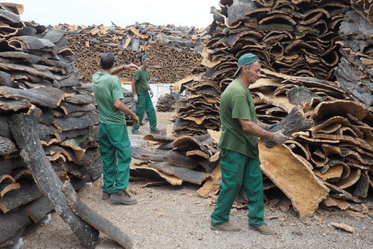 The cork harvest in Portugal – Jamie Goode's wine blog