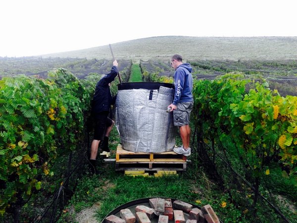 Greystone Vineyard Ferment Pinot Noir 2016 Waipara Valley, New Zealand ...