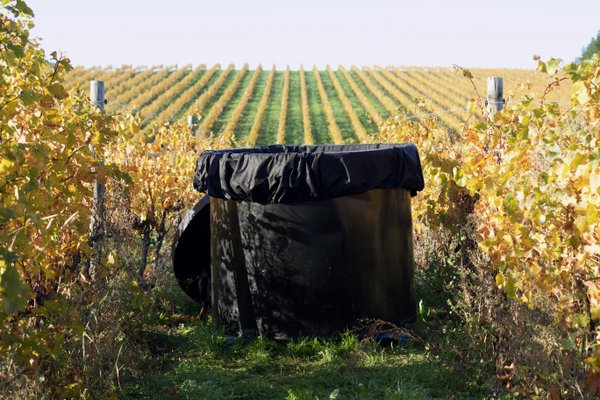 Greystone Vineyard Ferment Pinot Noir 2016 Waipara Valley, New Zealand ...