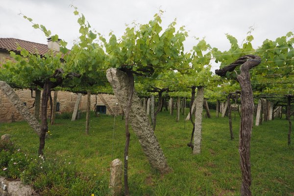 Visiting Zarate with Eulogio Pomares, one of the most exciting ...