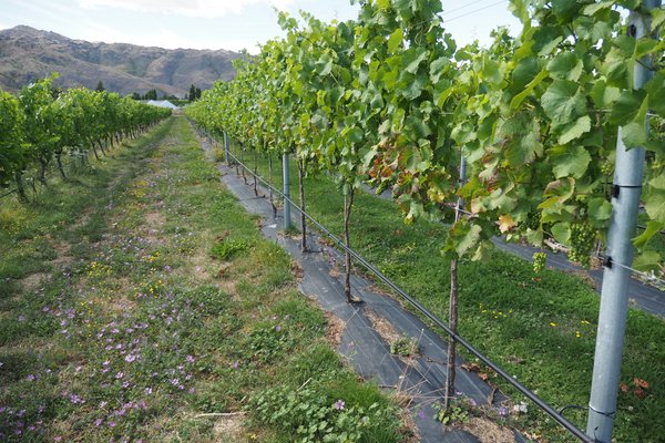 Central Otago (5) the beautiful naturally made wines of Aurum – Jamie ...