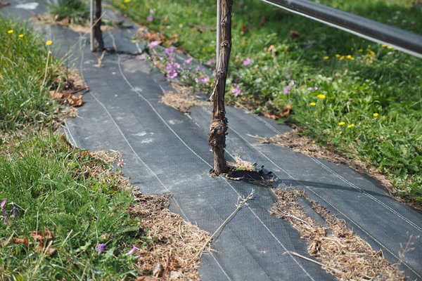 Central Otago (5) the beautiful naturally made wines of Aurum – Jamie ...