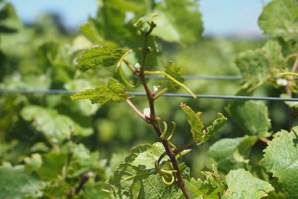 Central Otago (13) Akarua – Jamie Goode's wine blog