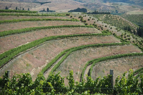 Central Otago (13) Akarua – Jamie Goode's wine blog