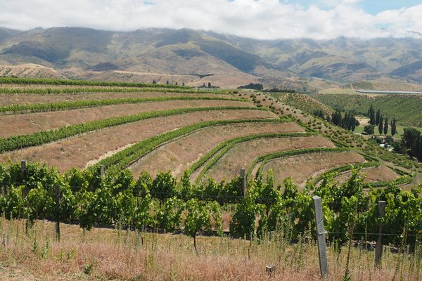 Central Otago (13) Akarua – Jamie Goode's wine blog