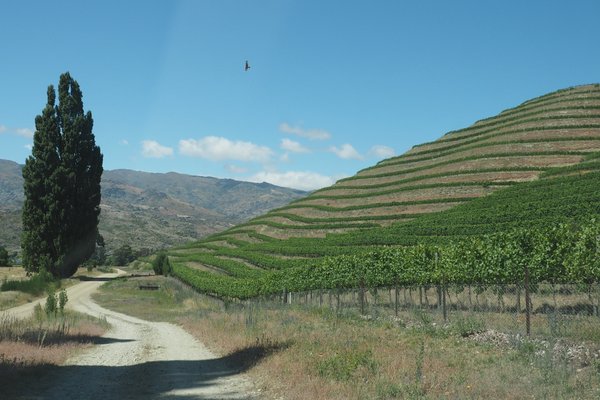 Central Otago (13) Akarua – Jamie Goode's wine blog
