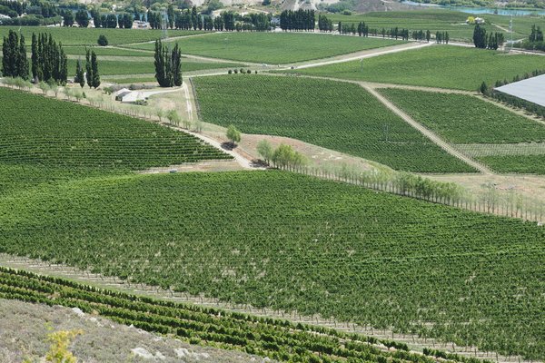 Central Otago (13) Akarua – Jamie Goode's wine blog