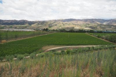Central Otago (12) Domaine Rewa – Jamie Goode's wine blog