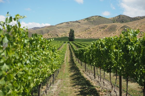 Central Otago (14) Domain Road – Jamie Goode's wine blog