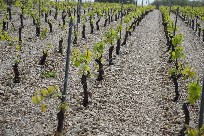 Chablis (1) an overview – Jamie Goode's wine blog