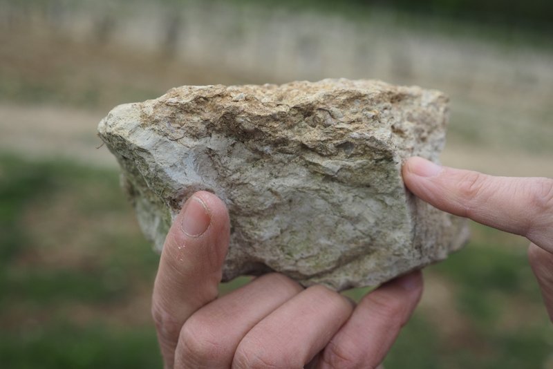 Chablis (2) the soils – Jamie Goode's wine blog