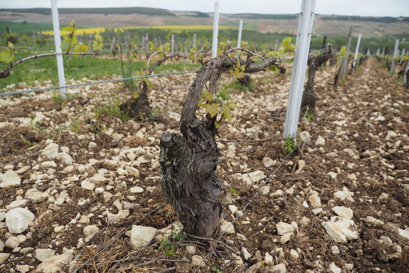 Chablis (2) the soils – Jamie Goode's wine blog