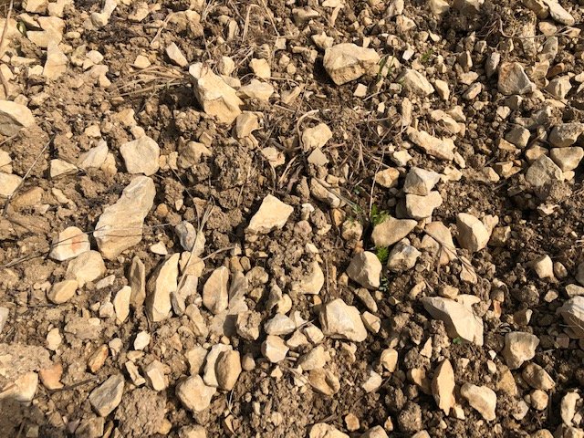 Chablis (2) the soils – Jamie Goode's wine blog