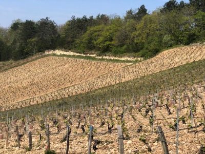 Chablis (2) the soils – Jamie Goode's wine blog