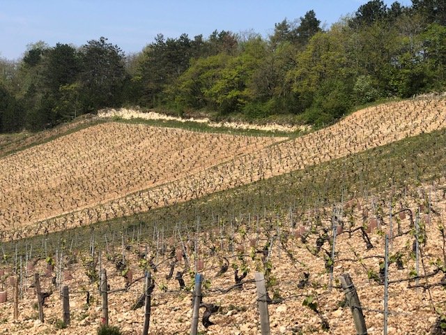 Chablis (2) the soils – Jamie Goode's wine blog