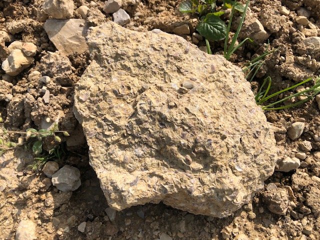 Chablis (2) the soils – Jamie Goode's wine blog