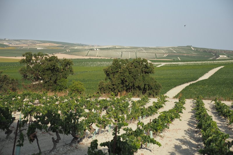 In the vineyards of Jerez and Sanlucar – Jamie Goode's wine blog