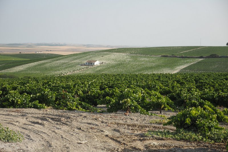 In the vineyards of Jerez and Sanlucar – Jamie Goode's wine blog