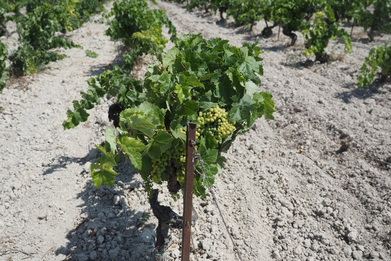 In the vineyards of Jerez and Sanlucar – Jamie Goode's wine blog