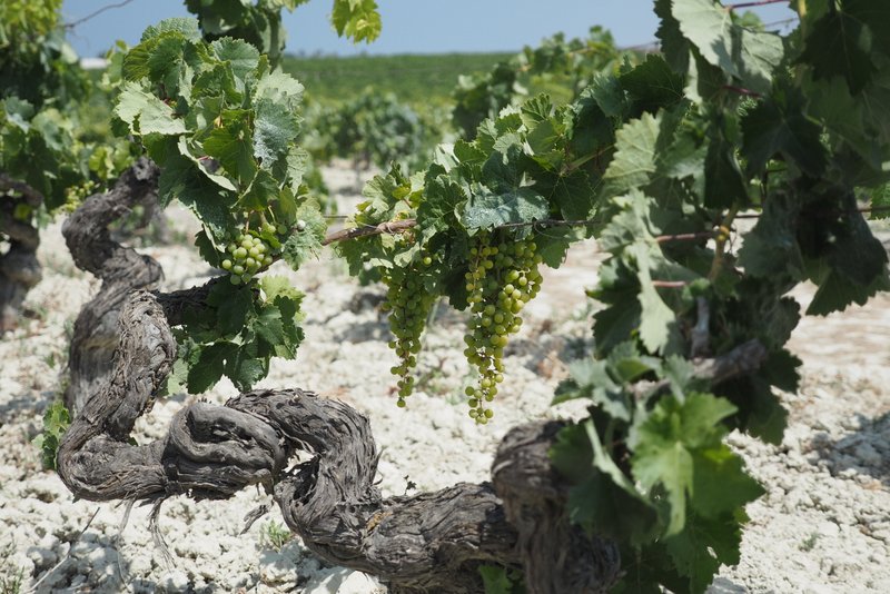 In the vineyards of Jerez and Sanlucar – Jamie Goode's wine blog